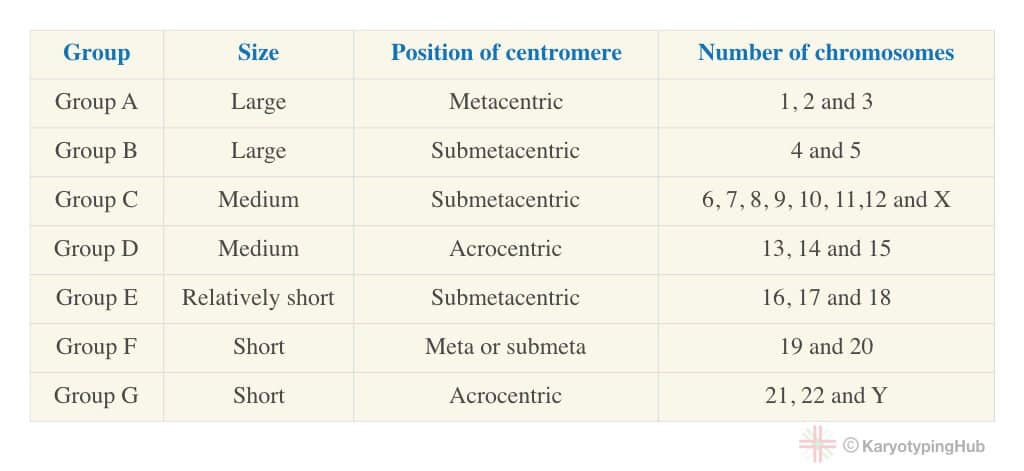 Preparing a Karyotype (Karyogram) in 5 Steps – KaryotypingHub