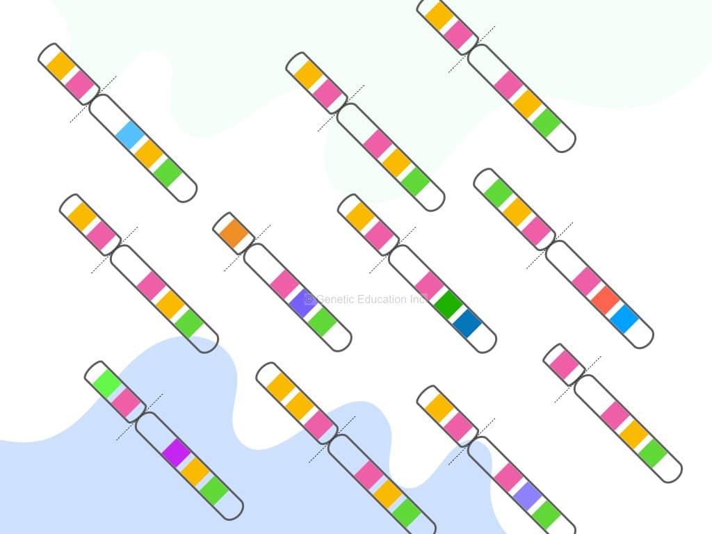 Comparison Between Karyotyping and Microarray – KaryotypingHub