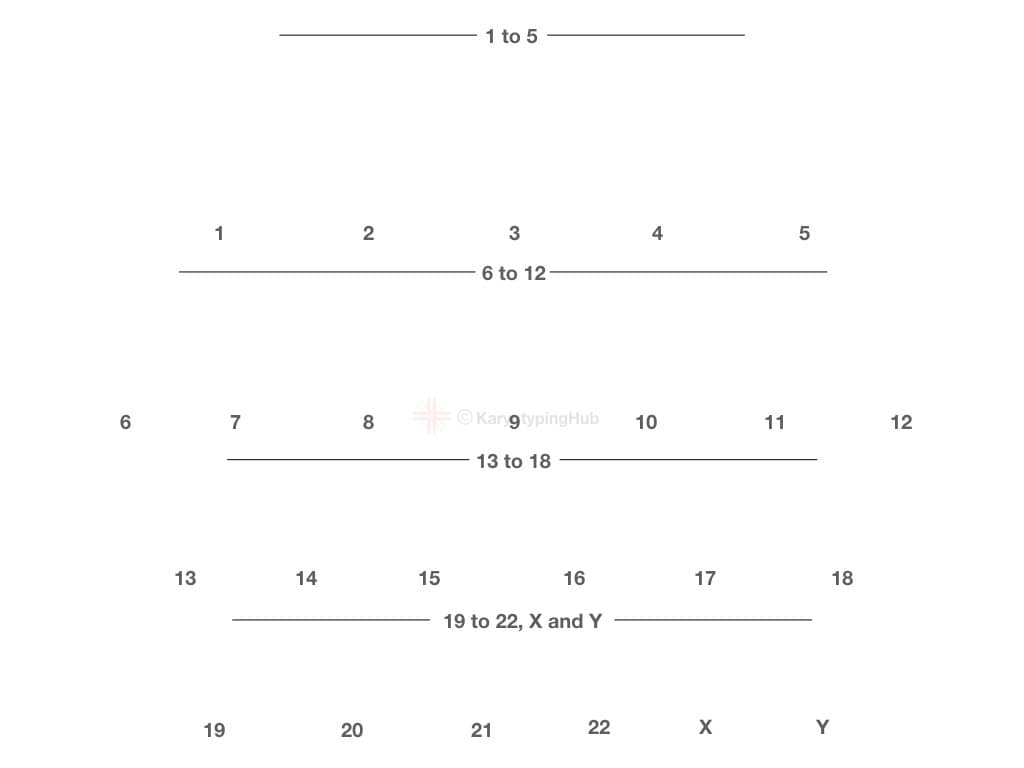 Preparing a Karyotype (Karyogram) in 5 Steps – KaryotypingHub