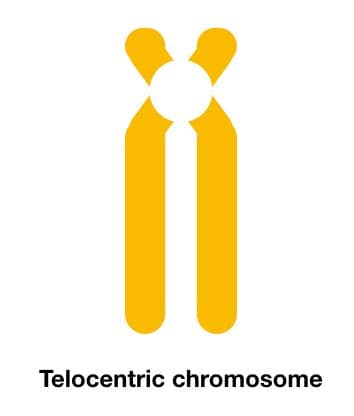 Metacentric, Acrocentric and Telocentric Chromosomes – KaryotypingHub