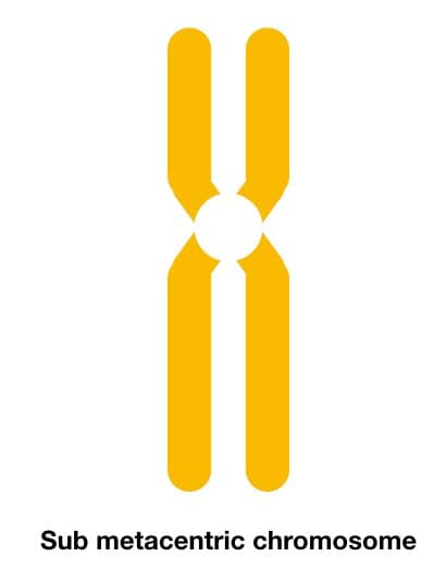 Metacentric, Acrocentric and Telocentric Chromosomes – KaryotypingHub