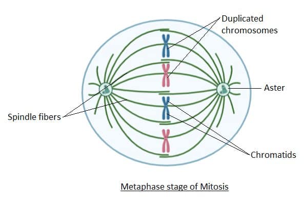 Importance of Metaphase Chromosomes in Karyotyping – KaryotypingHub