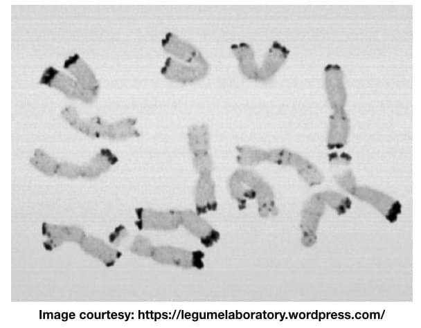 What is T banding?- Requirement, Protocol and Applications – KaryotypingHub