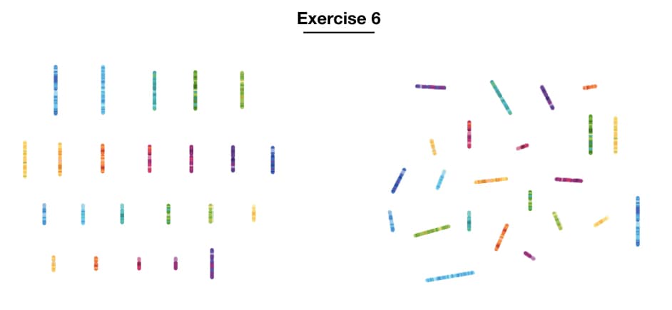 10 best karyotyping activities and assignments – KaryotypingHub